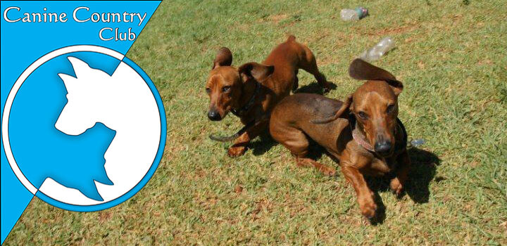 Contact Us - Boarding Kennels for Dogs